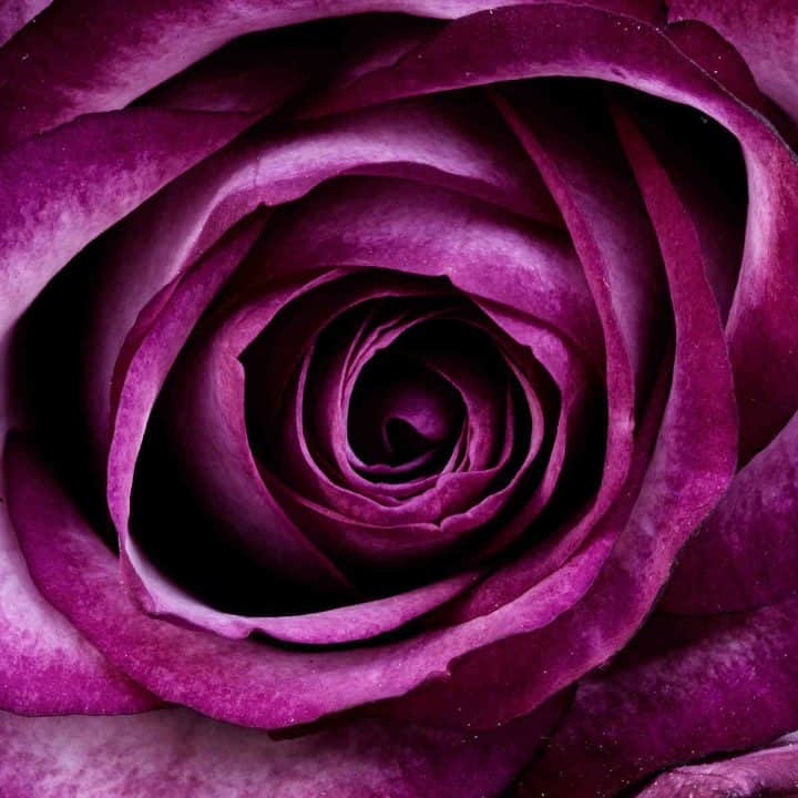 25 Different Flowers That Look Like Roses: Ultimate Collection ...