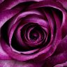 25 Different Flowers That Look Like Roses: Ultimate Collection ...