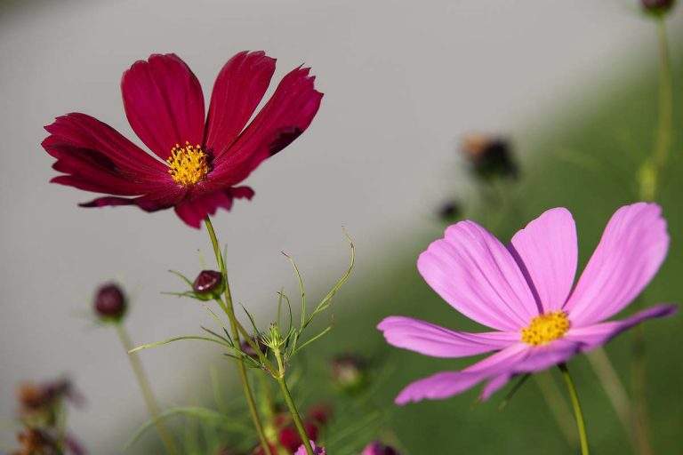 Cosmos Flower Meaning and Symbolism and Petal Color Meaning ...