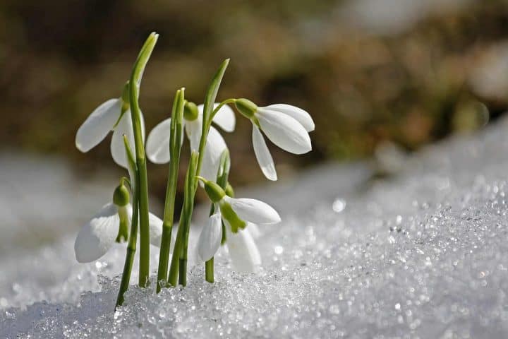 Snowdrop Flower Meaning and its Significance as a Birth Flower ...