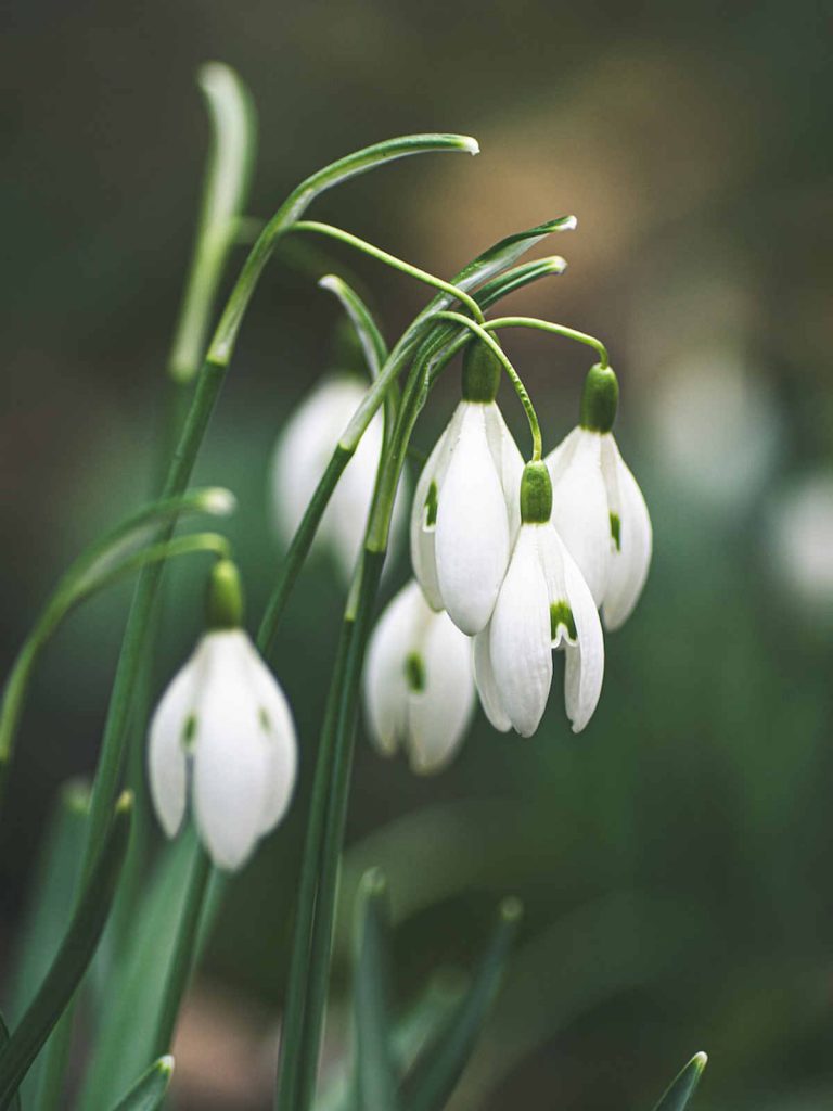 Snowdrop Flower Meaning and its Significance as a Birth Flower ...