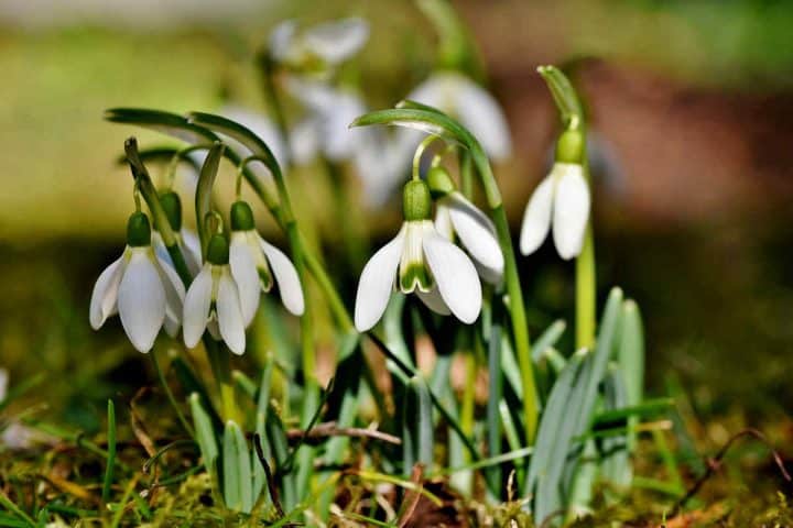 Snowdrop Flower Meaning and its Significance as a Birth Flower ...