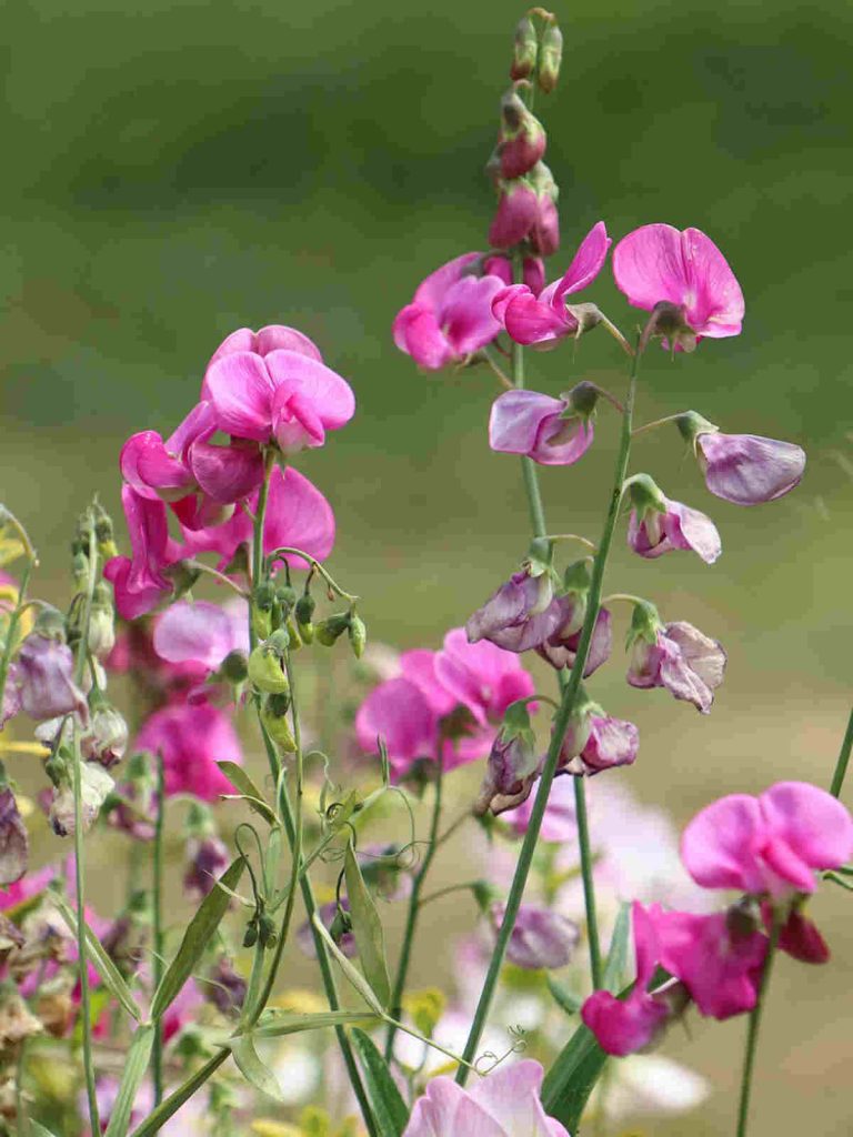 Sweet Pea Flower Meaning and Symbolism in the Language of Flowers ...