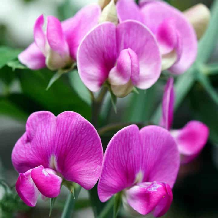 Sweet Pea Flower Meaning and Symbolism in the Language of Flowers ...