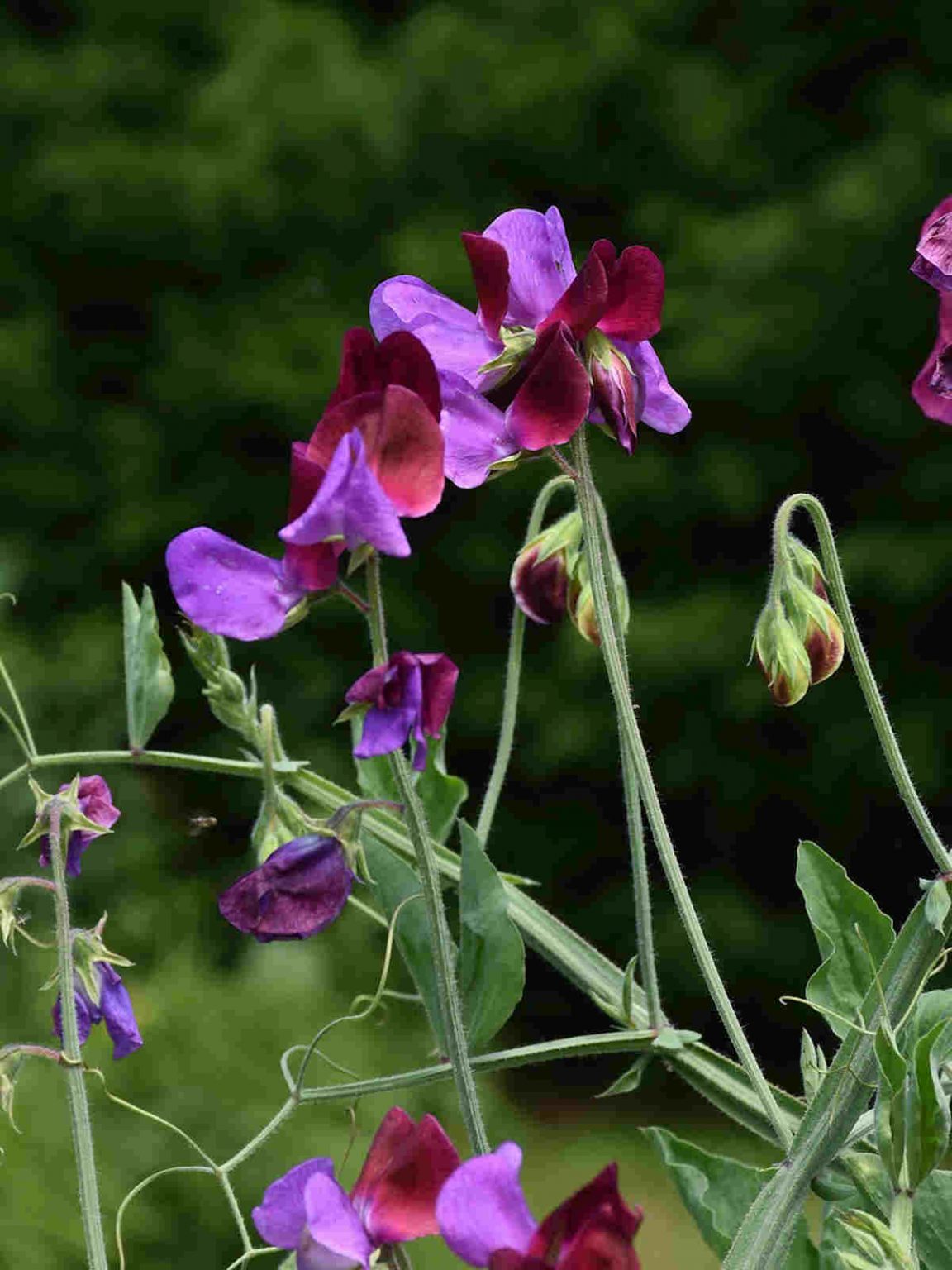 Sweet Pea Flower Meaning and Symbolism in the Language of Flowers ...