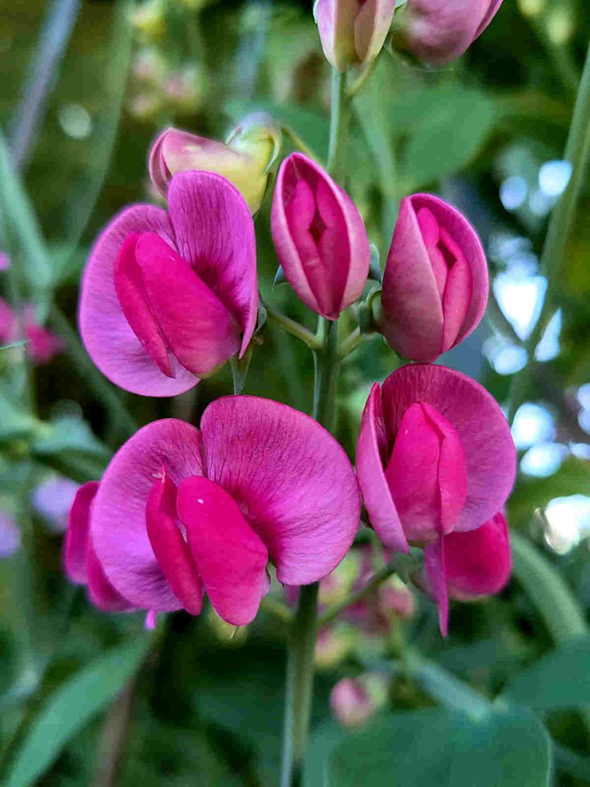 Sweet Pea Flower Meaning and Symbolism in the Language of Flowers ...