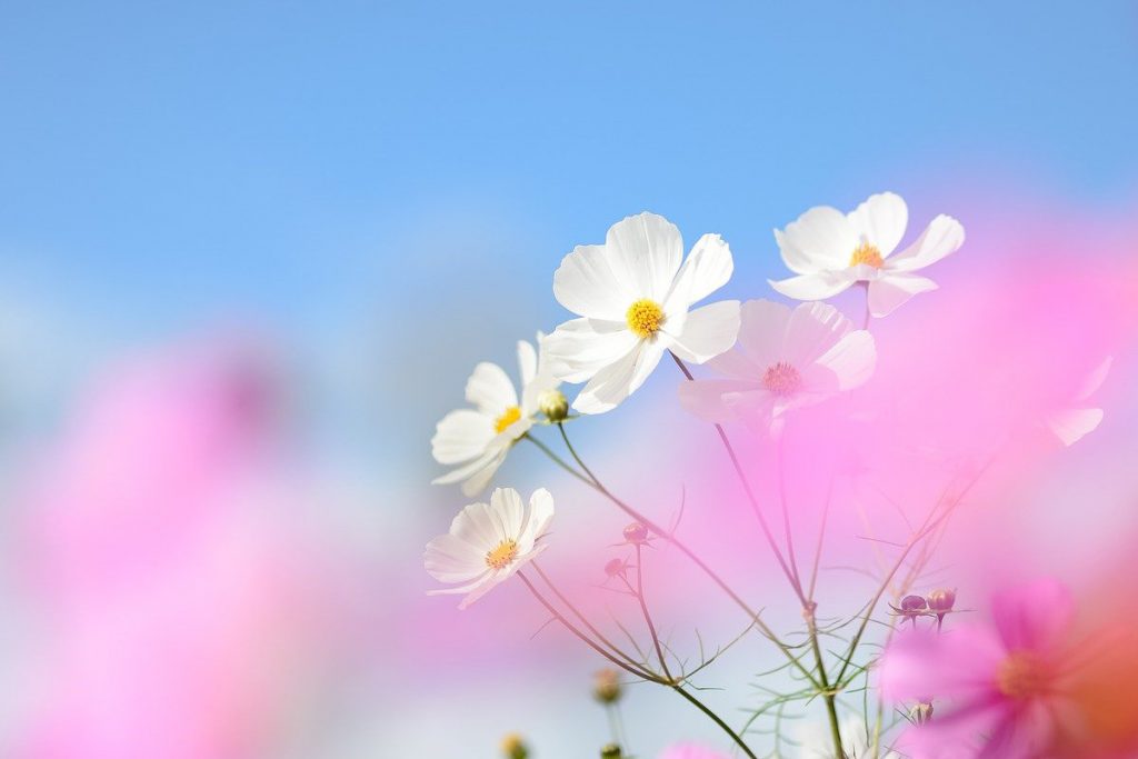 Cosmos Flower Meaning and Symbolism and Petal Color Meaning ...