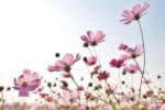 Cosmos Flower Meaning and Symbolism and Petal Color Meaning ...