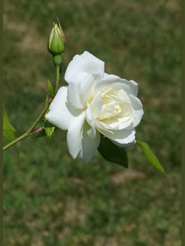 Rose Flower Symbolism and the Meaning of Rose Colors - SimplyBeyondHerbs