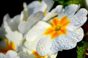 Primrose Flower Meaning and Symbolism: Ultimate Guide - SimplyBeyondHerbs