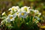 Primrose Flower Meaning and Symbolism: Ultimate Guide - SimplyBeyondHerbs
