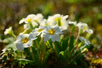 Primrose Flower Meaning and Symbolism: Ultimate Guide - SimplyBeyondHerbs