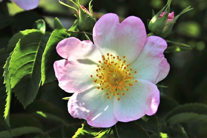 Rose Flower Symbolism and the Meaning of Rose Colors - SimplyBeyondHerbs