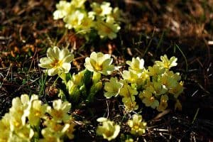 Primrose Flower Meaning and Symbolism: Ultimate Guide - SimplyBeyondHerbs