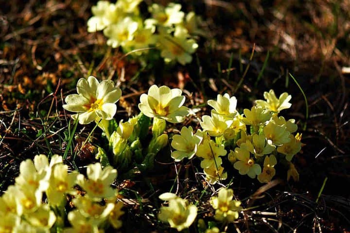 Primrose Flower Meaning and Symbolism: Ultimate Guide - SimplyBeyondHerbs