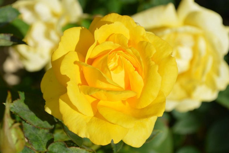 Rose Flower Symbolism and the Meaning of Rose Colors - SimplyBeyondHerbs