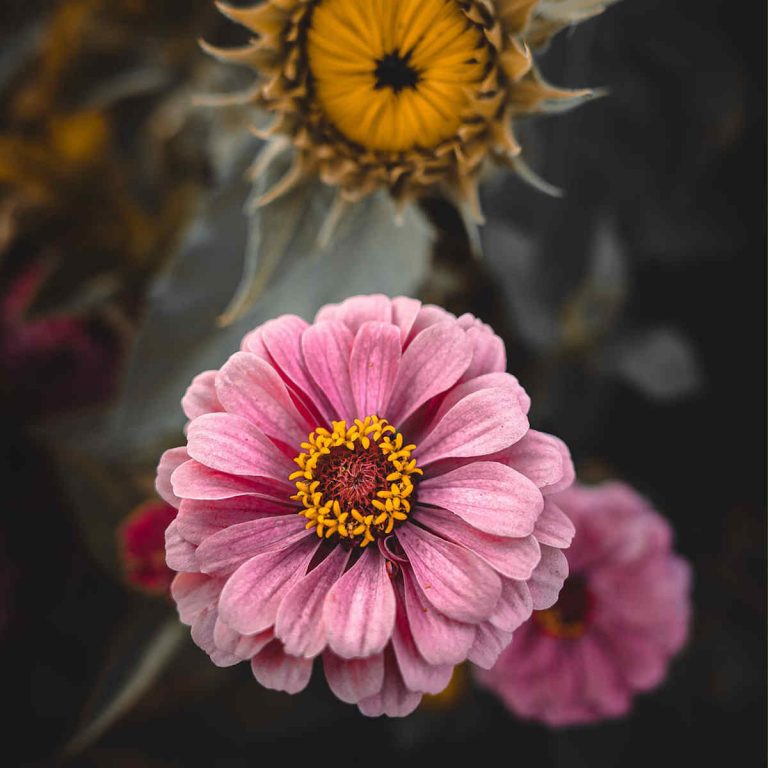 Zinnia Flower Meaning: Discover Symbolism and Color Significance ...