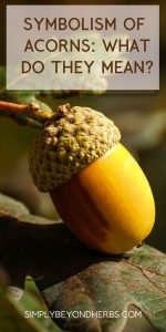 Acorn symbolism and meaning: Ultimate Guide - SimplyBeyondHerbs