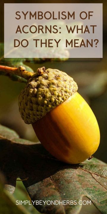 Acorn symbolism and meaning: Ultimate Guide - SimplyBeyondHerbs