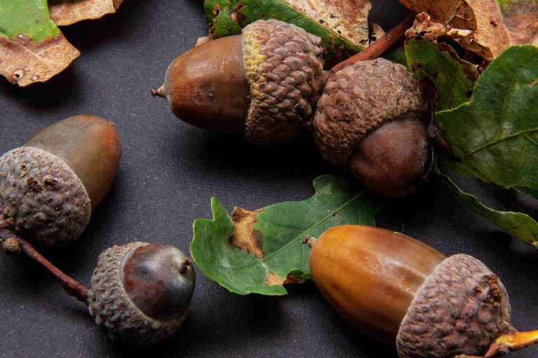 Acorn symbolism and meaning: Ultimate Guide - SimplyBeyondHerbs