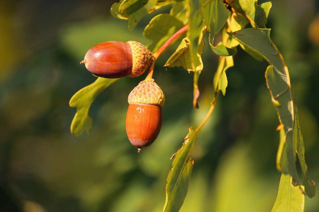 Acorn symbolism and meaning: Ultimate Guide - SimplyBeyondHerbs