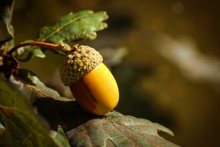 Acorn symbolism and meaning: Ultimate Guide - SimplyBeyondHerbs