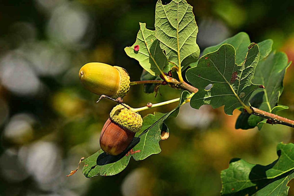 Acorn symbolism and meaning: Ultimate Guide - SimplyBeyondHerbs