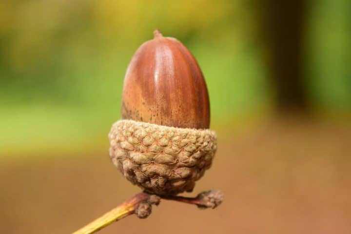 Acorn symbolism and meaning: Ultimate Guide - SimplyBeyondHerbs