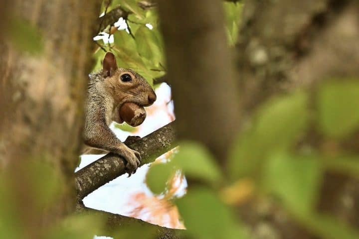 Acorn symbolism and meaning: Ultimate Guide - SimplyBeyondHerbs