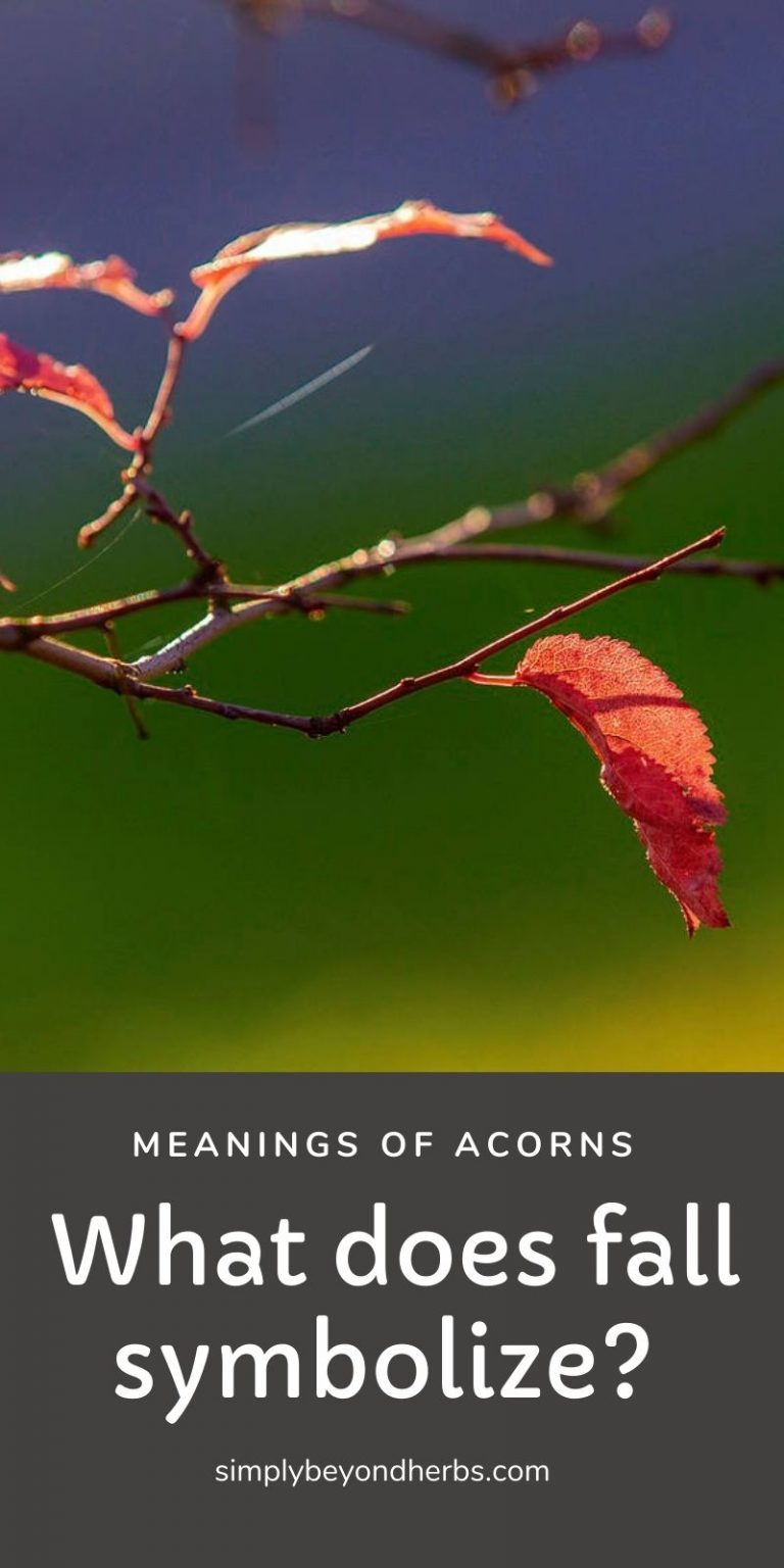 Autumn symbolism: Ultimate guide to fall season meaning - SimplyBeyondHerbs