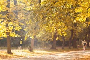 Autumn symbolism: Ultimate guide to fall season meaning - SimplyBeyondHerbs
