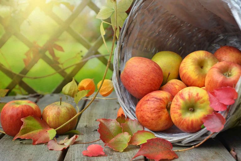Autumn symbolism: Ultimate guide to fall season meaning - SimplyBeyondHerbs