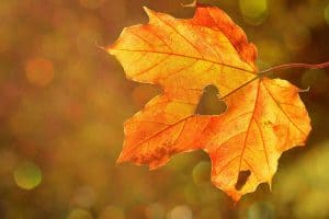 Autumn symbolism: Ultimate guide to fall season meaning - SimplyBeyondHerbs