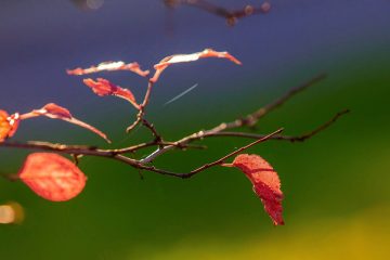 Autumn symbolism: Ultimate guide to fall season meaning - SimplyBeyondHerbs