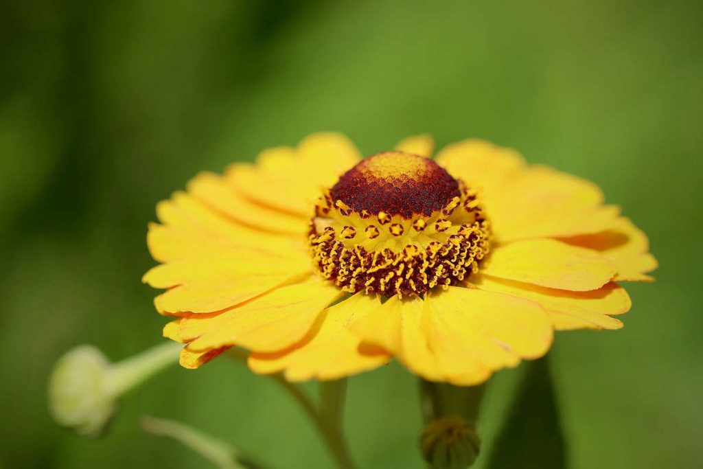 40+ Different Flowers That Look Like Daisy + Growing Tips ...