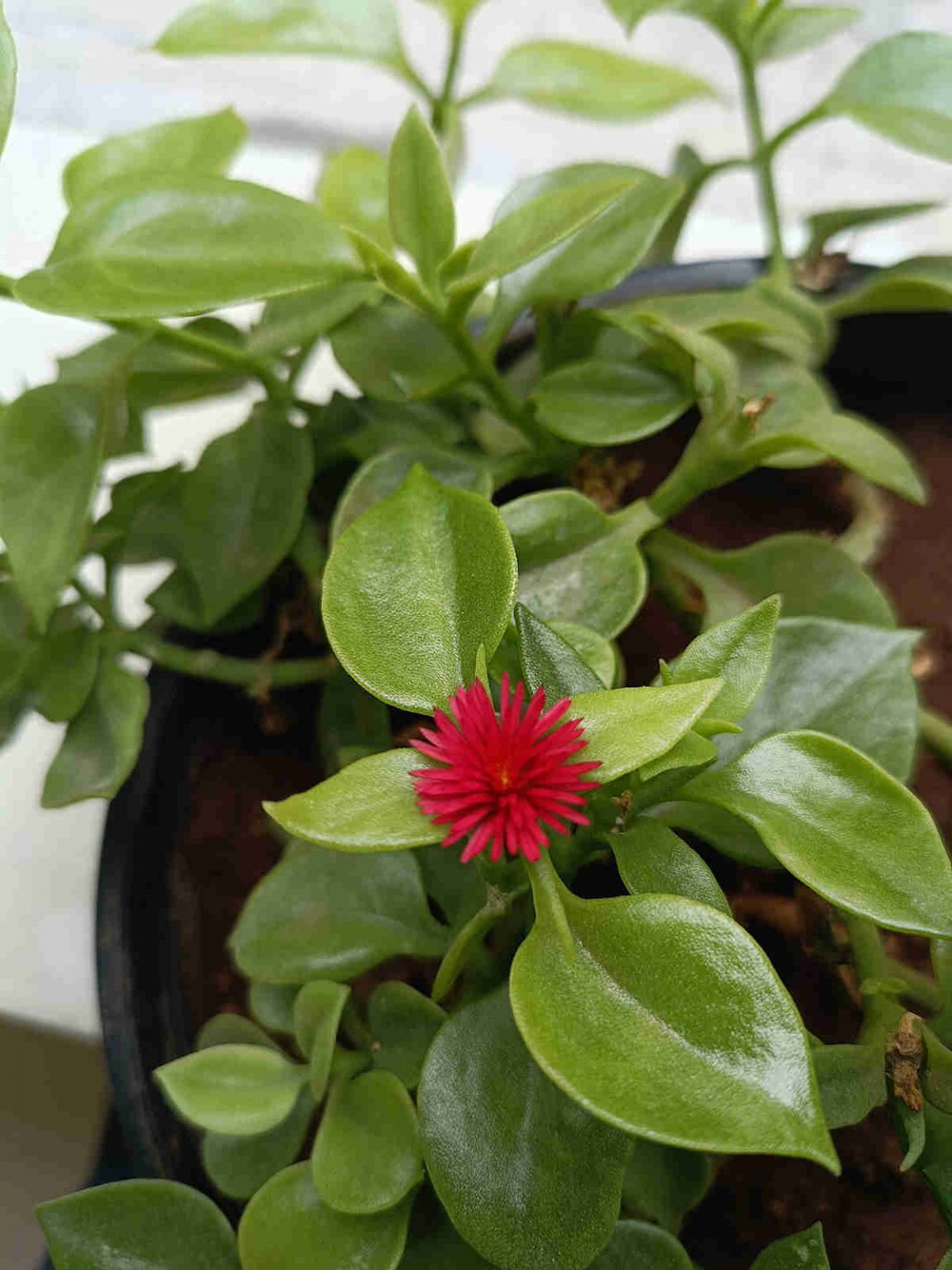 40+ Different Flowers That Look Like Daisy + Growing Tips ...