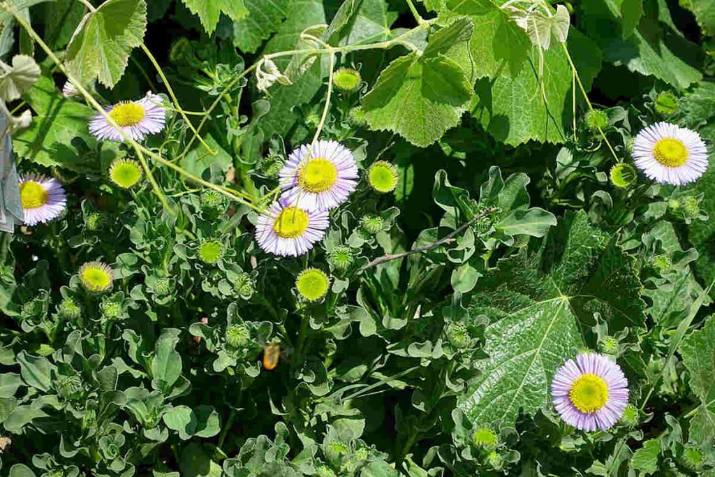 40+ Different Flowers That Look Like Daisy + Growing Tips ...