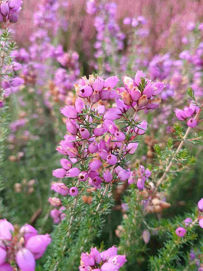 60+ Beautiful Flowers that Start with H: Ultimate Collection ...