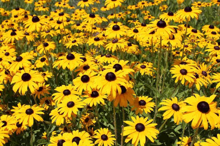 40+ Different Flowers That Look Like Daisy + Growing Tips ...