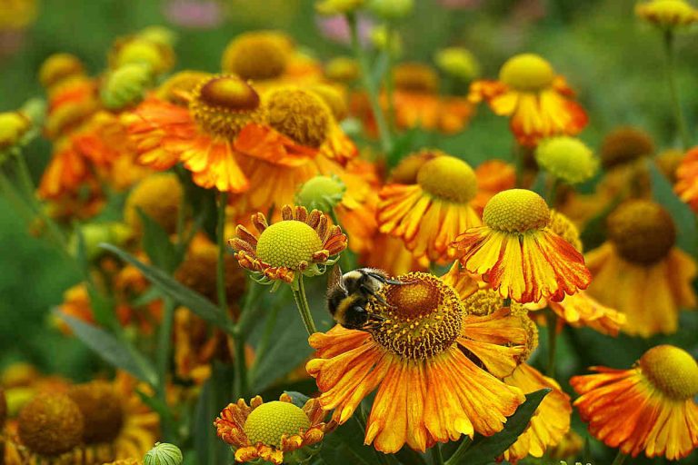40+ Different Flowers That Look Like Daisy + Growing Tips ...