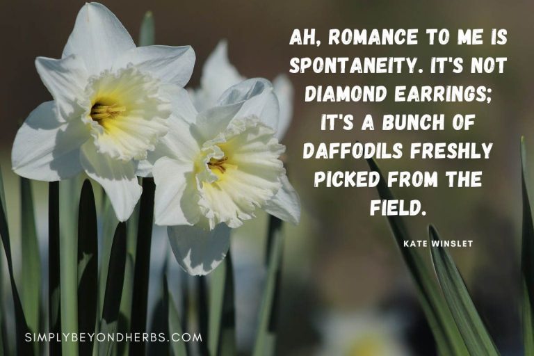 200+ Inspiring Daffodil Quotes and Captions for Instagram ...