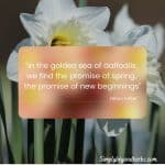 200+ Inspiring Daffodil Quotes and Captions for Instagram ...