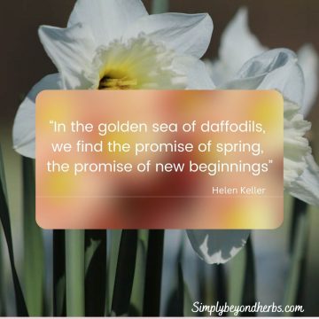 200+ Inspiring Daffodil Quotes and Captions for Instagram ...