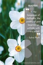 200+ Inspiring Daffodil Quotes and Captions for Instagram ...