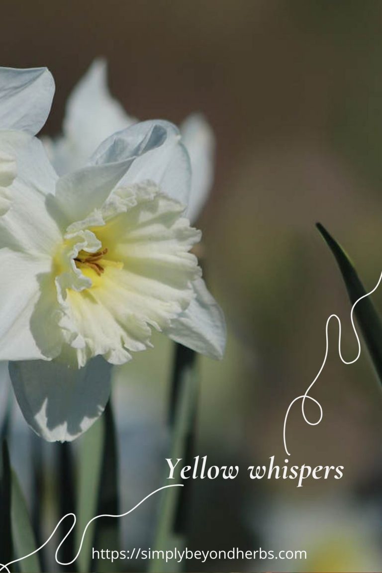 200+ Inspiring Daffodil Quotes and Captions for Instagram ...