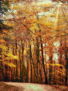 Autumn symbolism: Ultimate guide to fall season meaning - SimplyBeyondHerbs