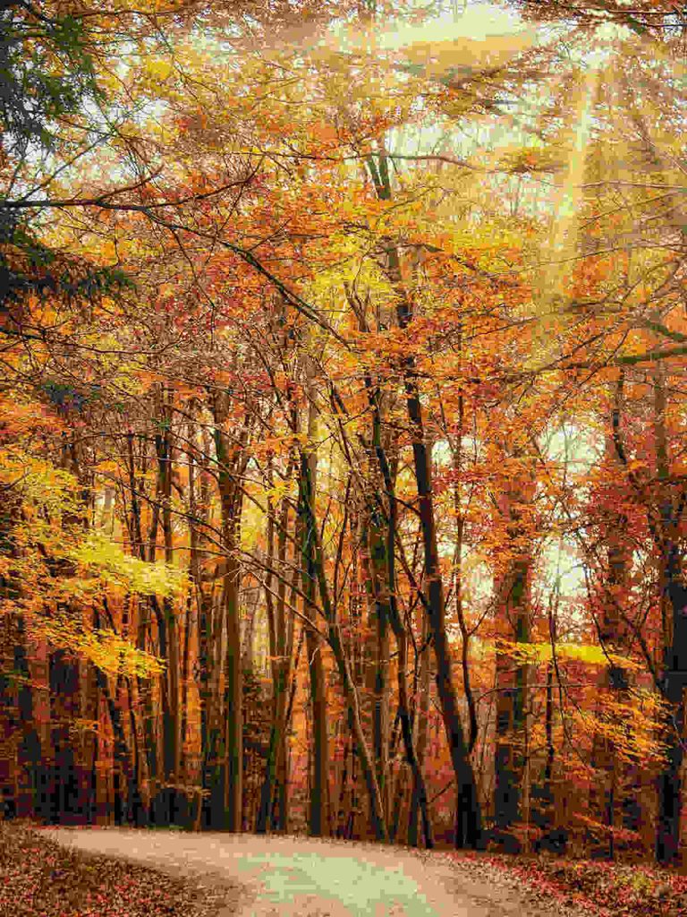 Autumn symbolism: Ultimate guide to fall season meaning - SimplyBeyondHerbs