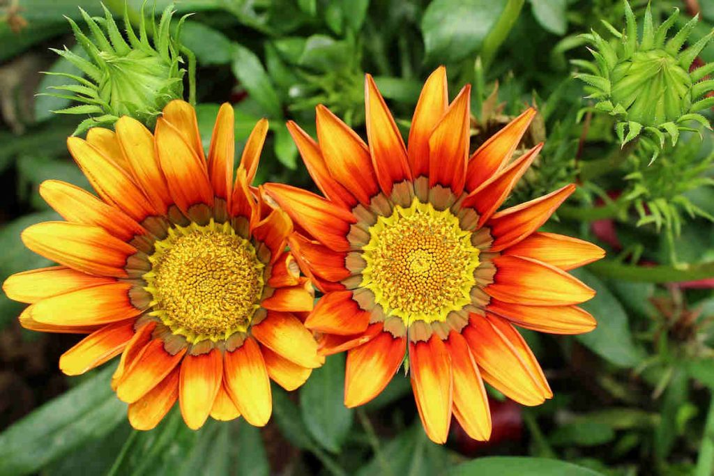 20+ Stunning Flowers that Look Like Sunflowers - SimplyBeyondHerbs