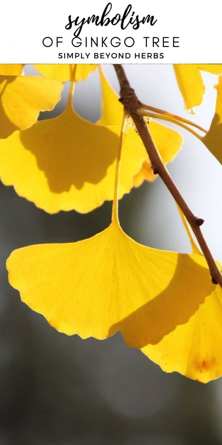 Ginkgo Tree Symbolism and Meanings: The Ultimate Guide - SimplyBeyondHerbs