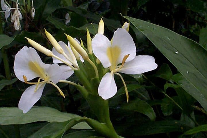 60+ Beautiful Flowers that Start with H: Ultimate Collection ...